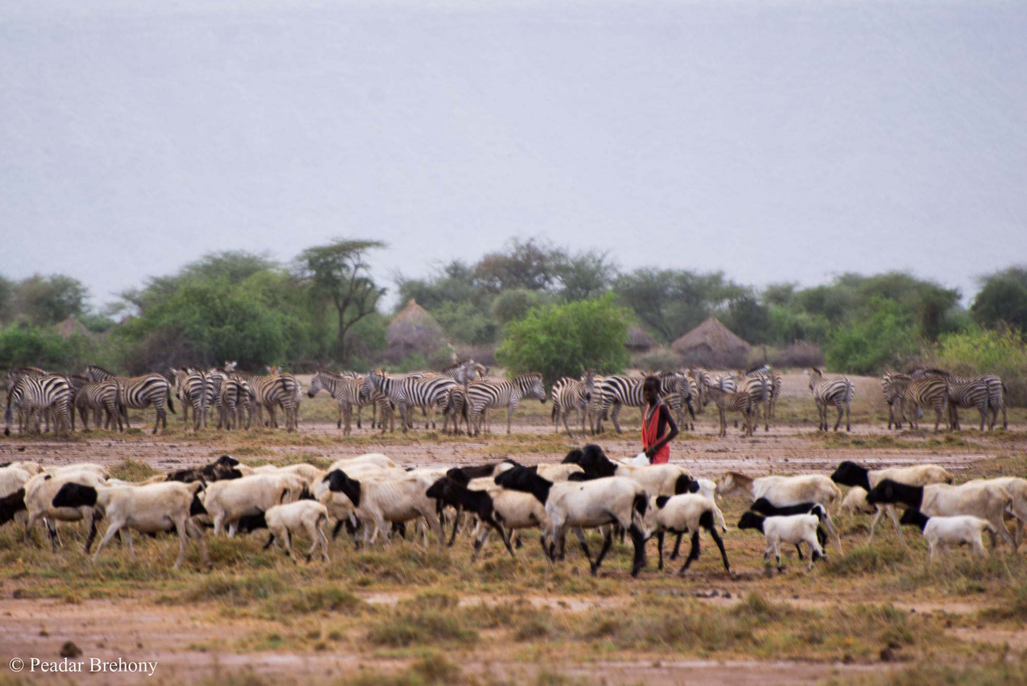 What’s good for livestock can be good for wildlife